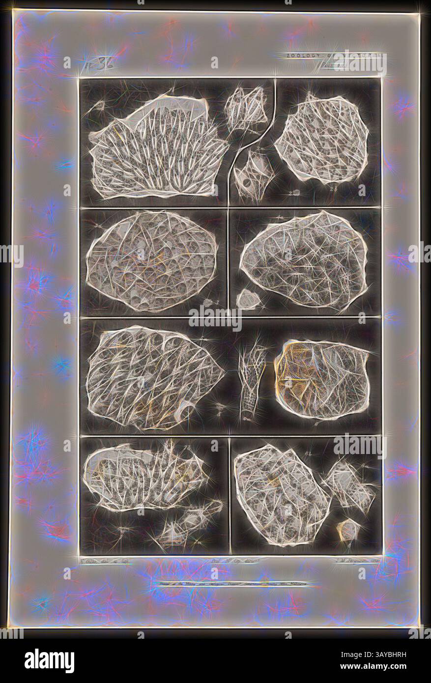 A collection of intricate and detailed illustrations showcasing various ...