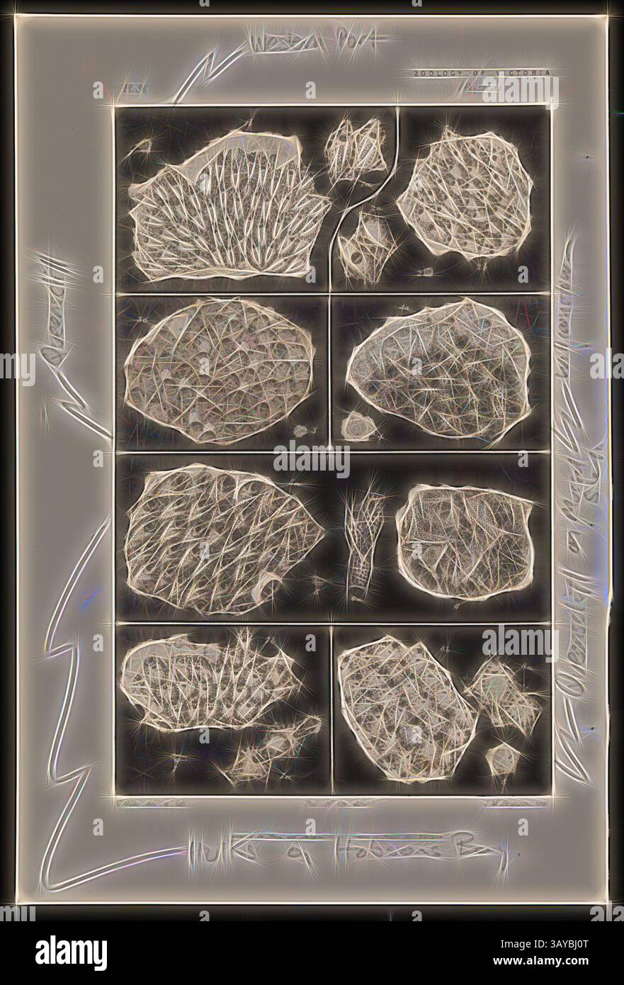 A collection of intricate botanical structures, featuring various types ...