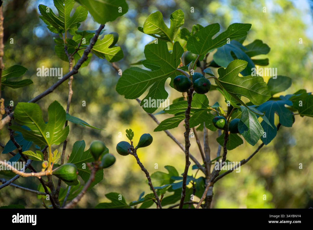 A close-up captures the vibrant green fig tree leaves and unripe figs ...