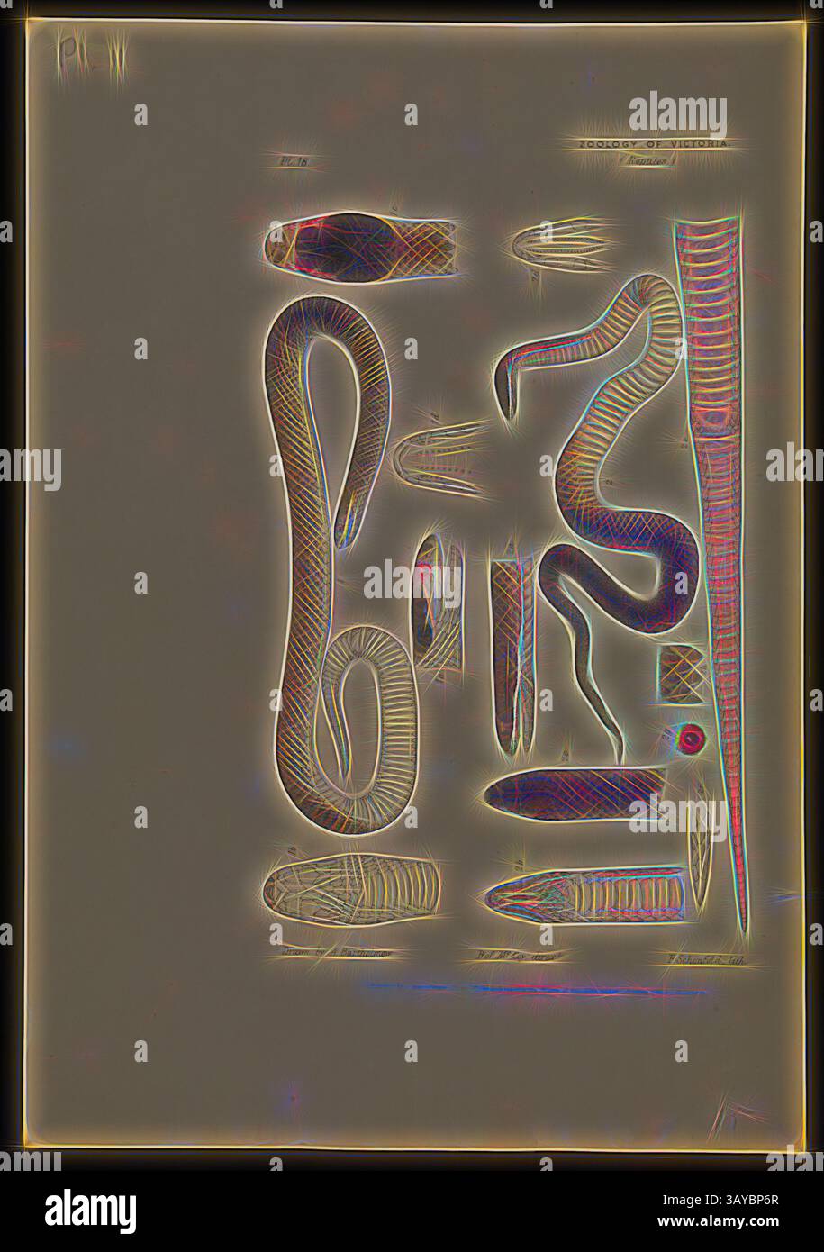 Diversity of serpentine forms hi-res stock photography and images - Alamy