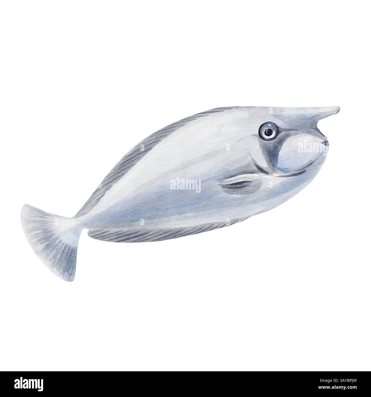 Exotic sea fish. Surgeon fish and blue-spined rhinoceros fish with a ...