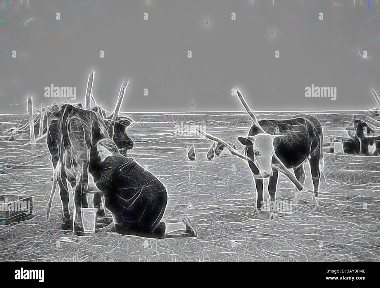 A person kneels beside two cows, milking one while the other stands ...