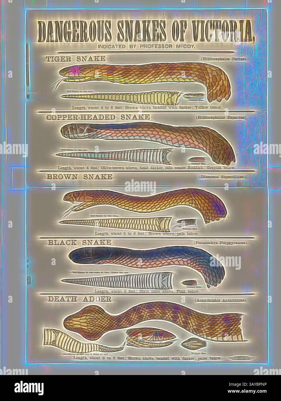 A detailed illustration showcasing various dangerous snakes of Victoria ...