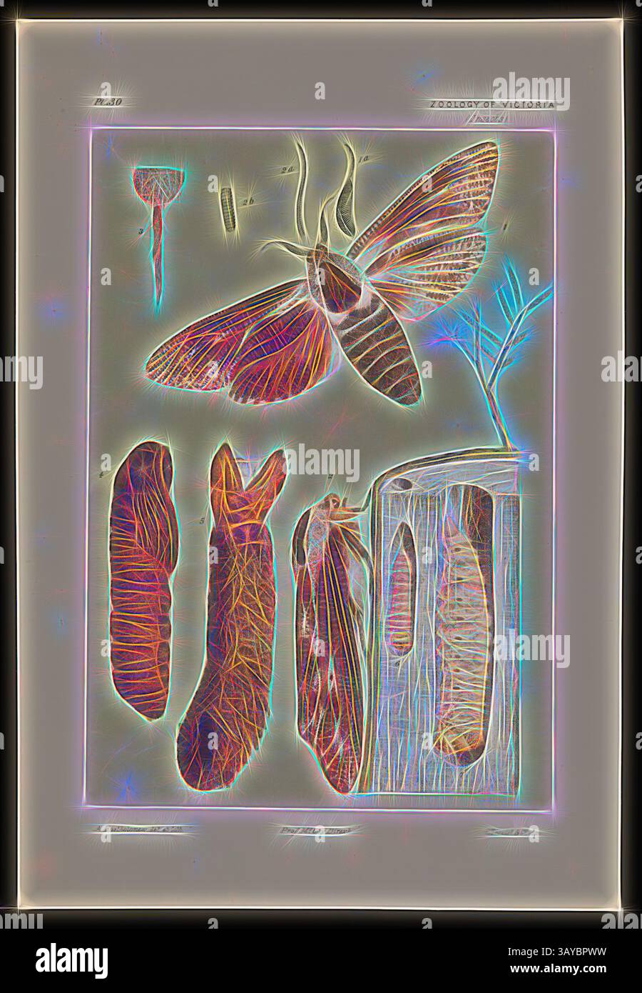 An intricate illustration showcasing various stages of a moth's life ...