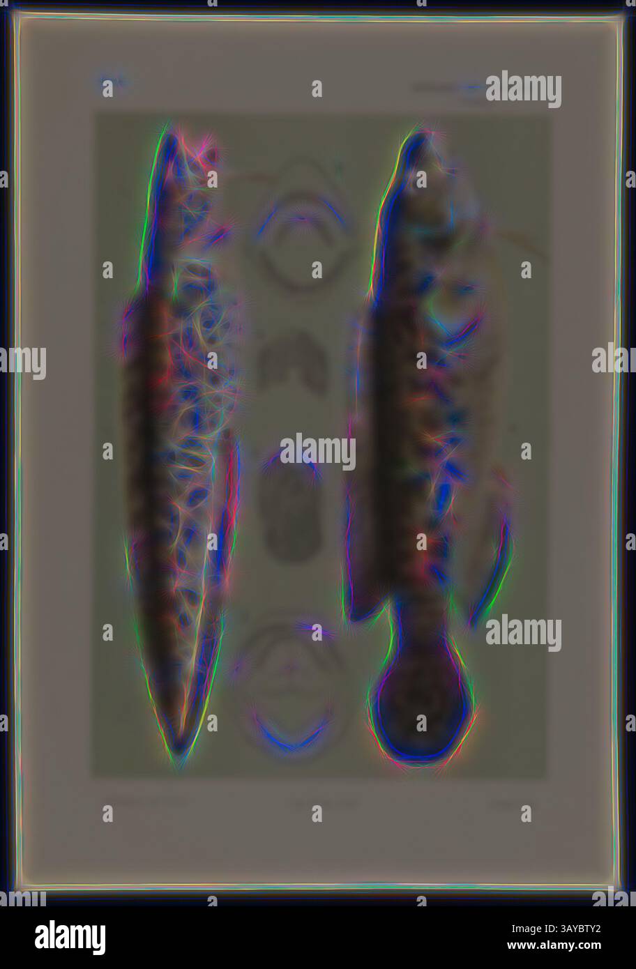 An intricate illustration featuring two elongated fish, accompanied by ...