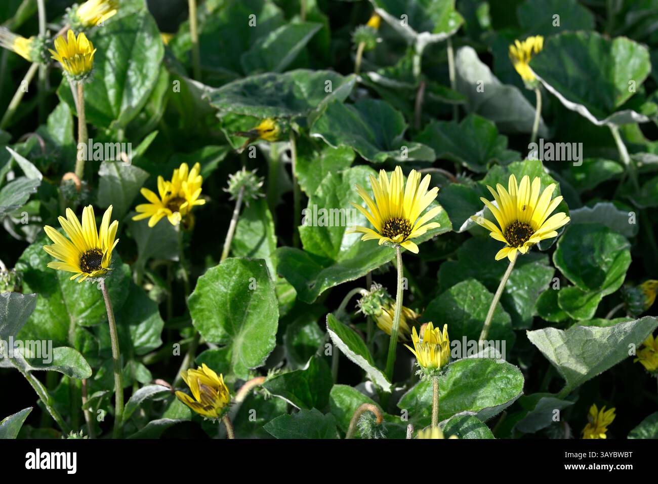 Plain treasure flower arctotheca calendula hi-res stock photography and ...