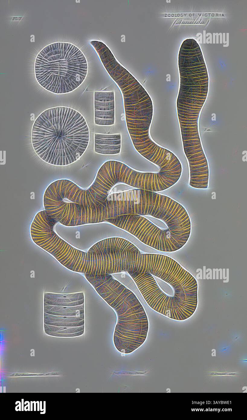 Giant gippsland worm hi-res stock photography and images - Alamy