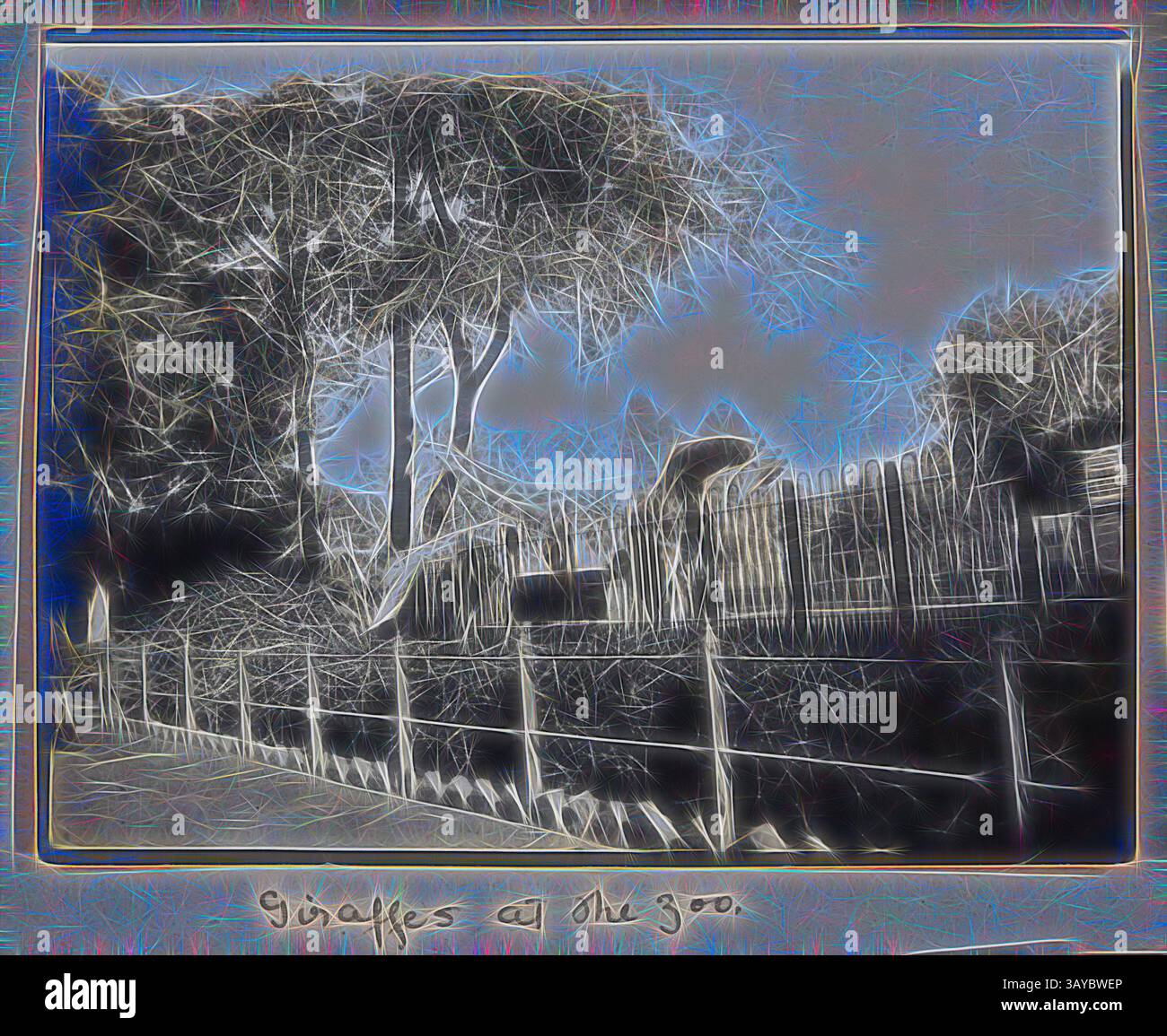 A whimsical depiction of giraffes in their enclosure, framed by trees ...