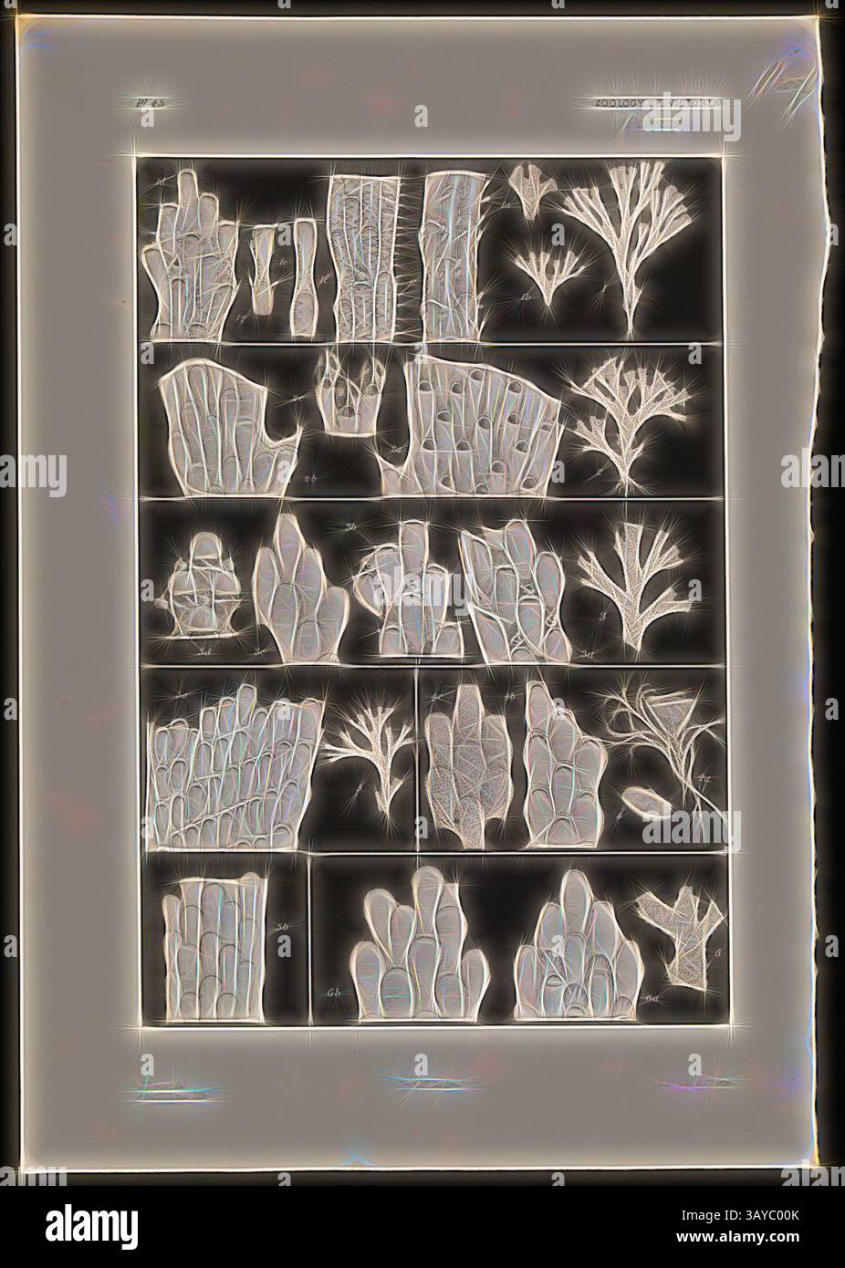 A collection of intricate botanical illustrations showcasing various ...