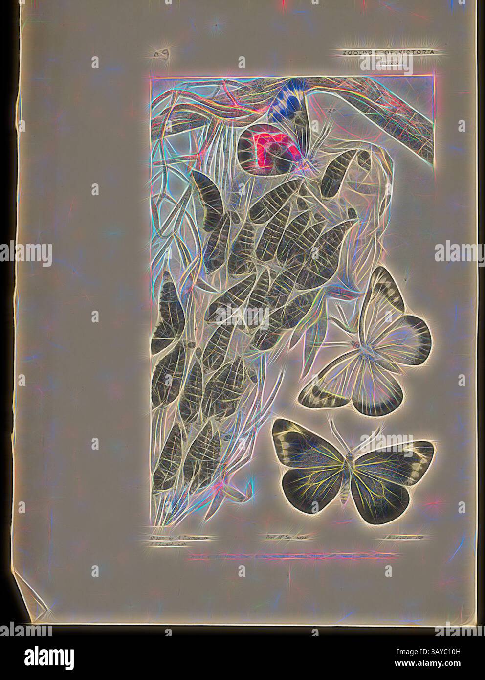 A striking depiction of a cluster of butterflies among intricate leaves ...