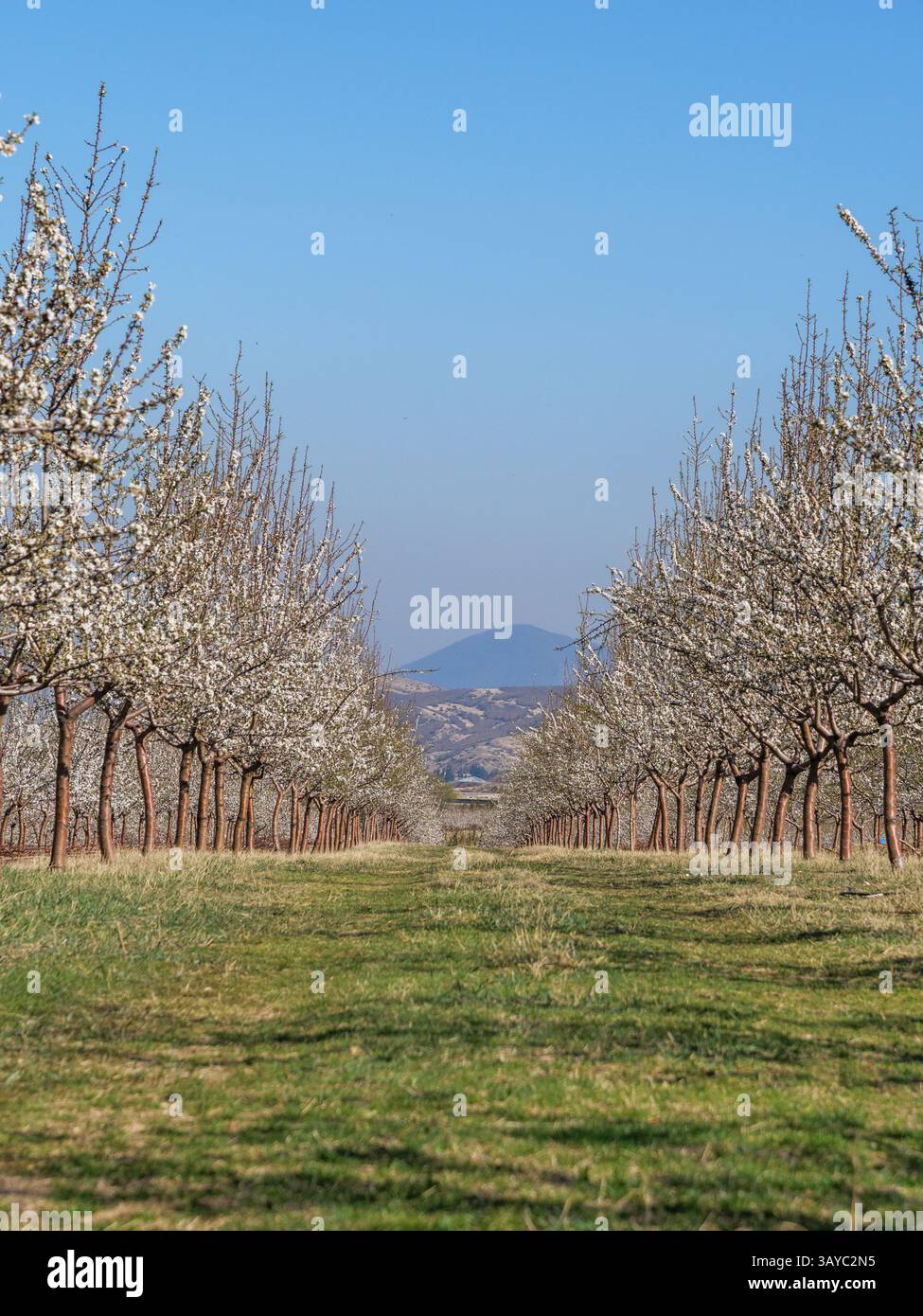 Blooming cherry trees spreading across landscape, snow capped mountain ...