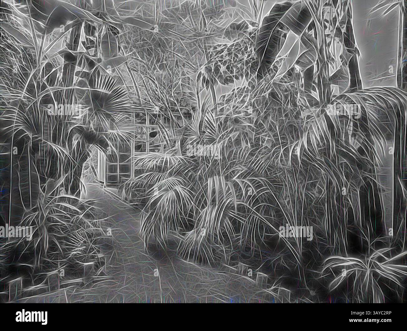 A lush, tropical pathway is framed by vibrant foliage, inviting ...