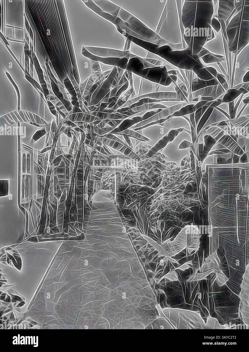 A serene pathway lined with lush plants and towering trees, leading ...