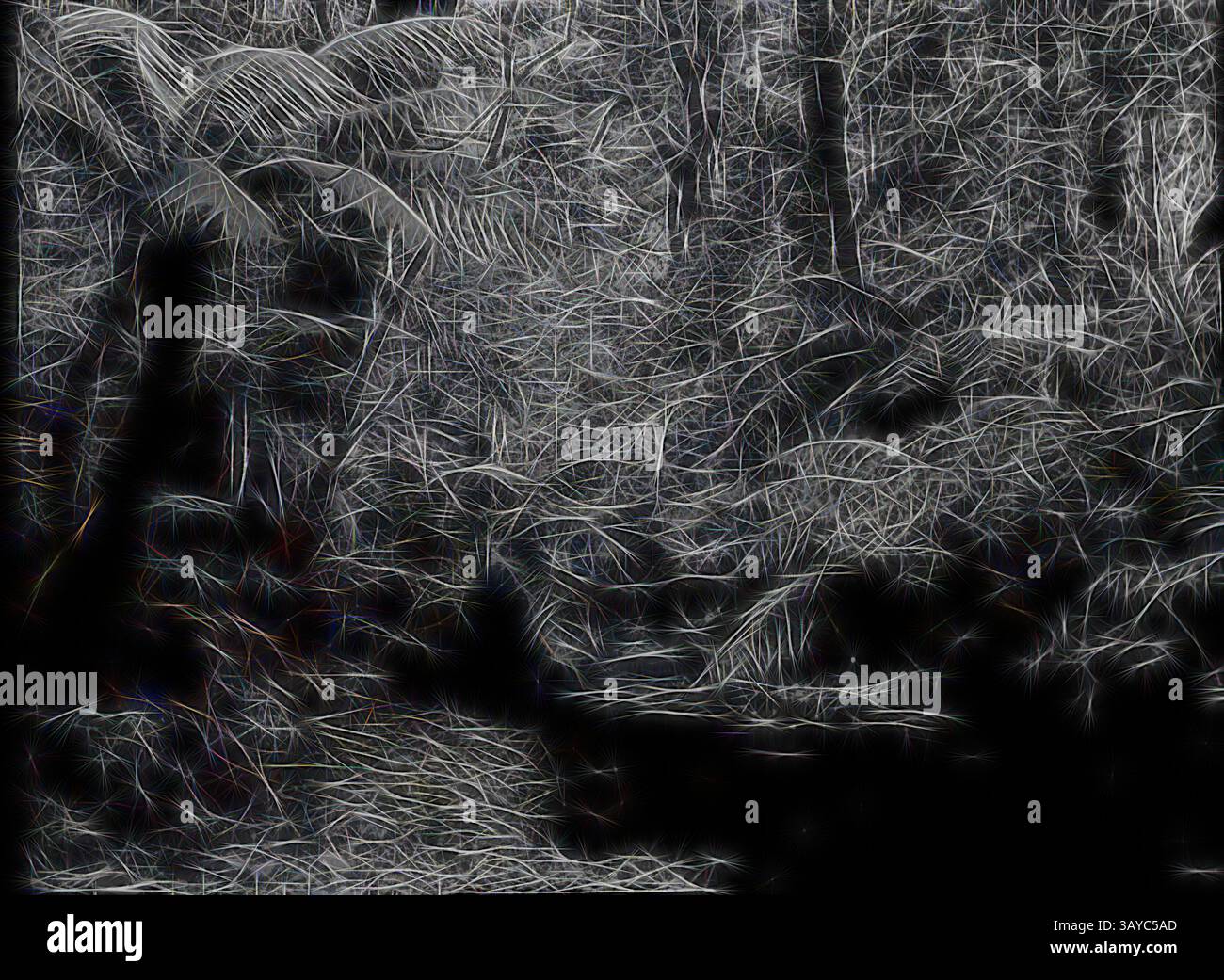 A dense, lush forest filled with intertwining branches and foliage ...