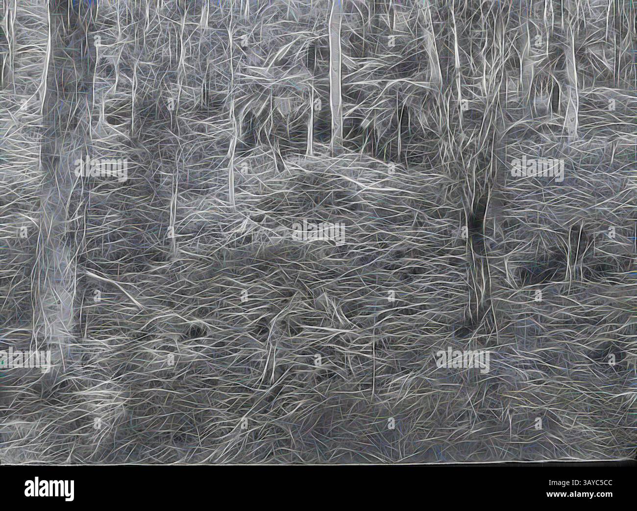 A dense forest scene where slender trees stand amidst a tangled ...