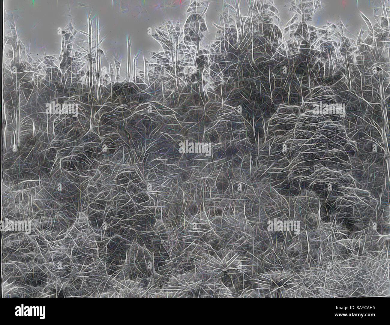 A dense forest scene filled with a tangle of trees and underbrush ...