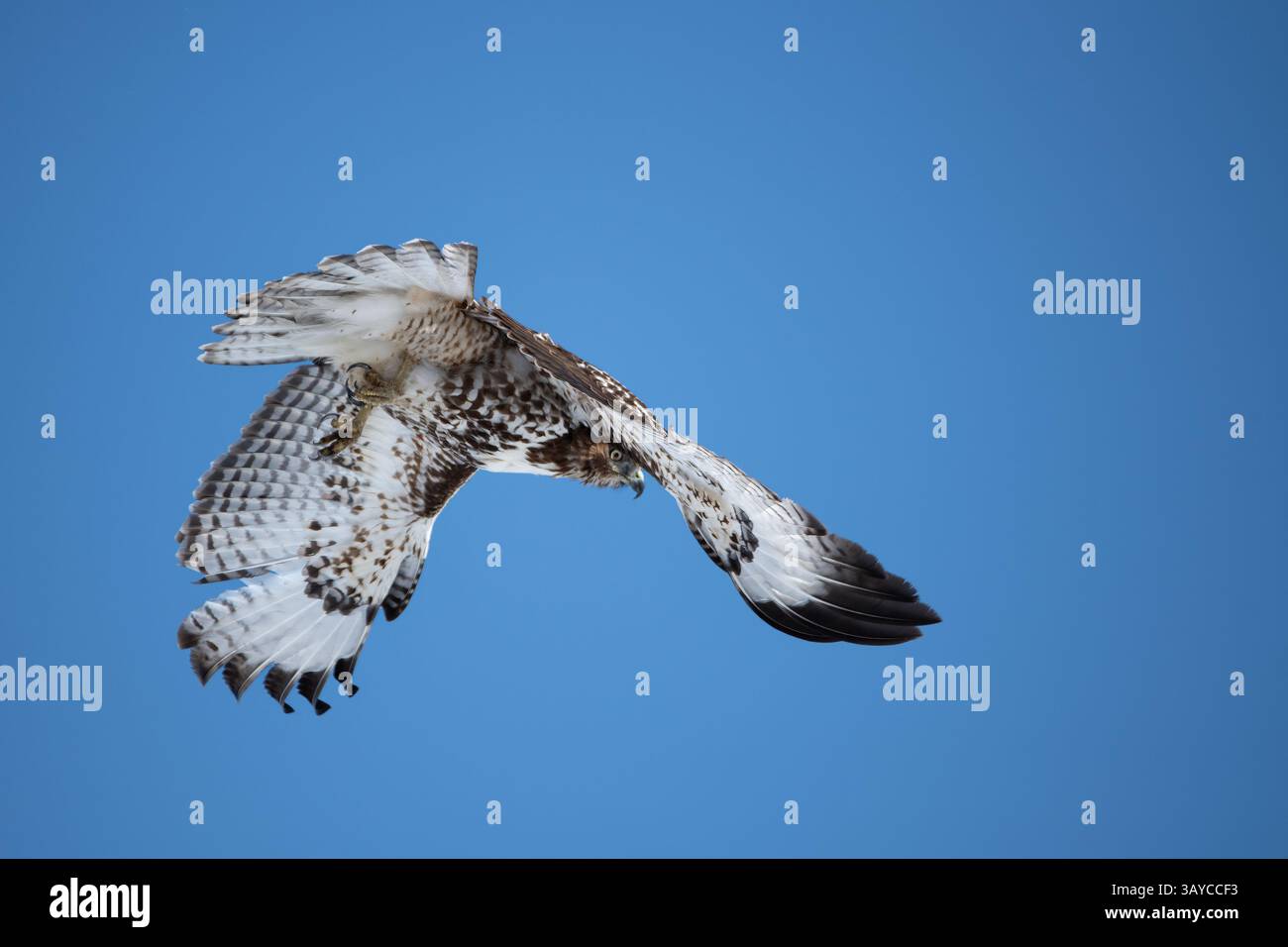 Juvenile Red-Tailed hawk flying away and peeking out from under it's ...
