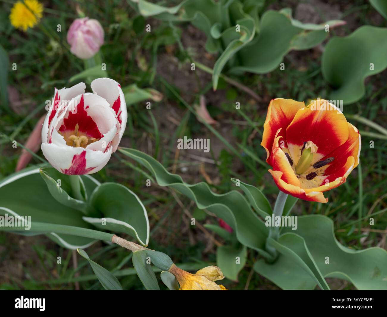 Tulips, flowers of different colors in their natural environment, top ...