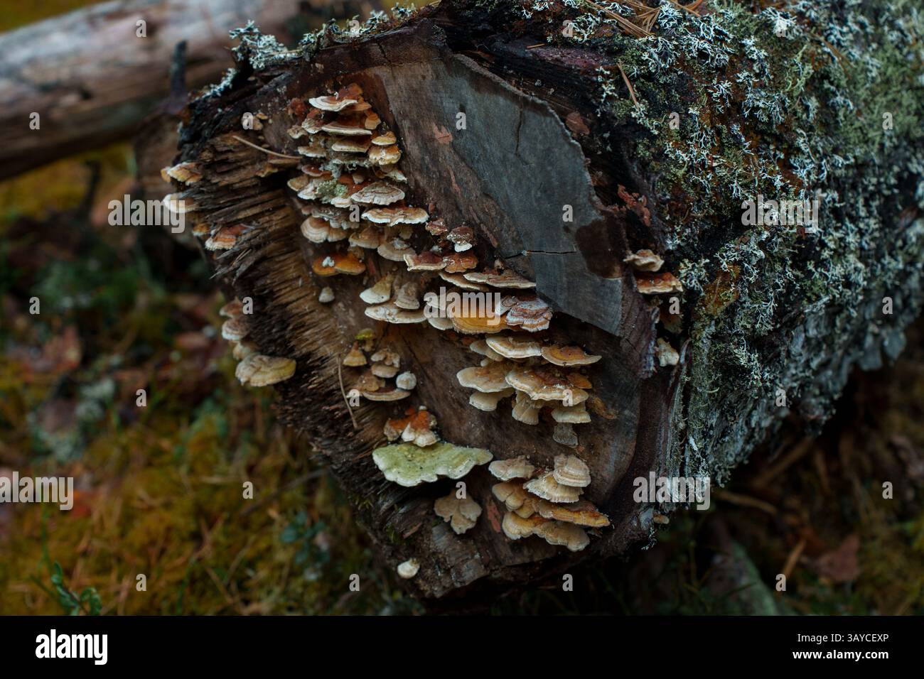 A fallen tree log covered in fungi making an ecological habitat Stock ...