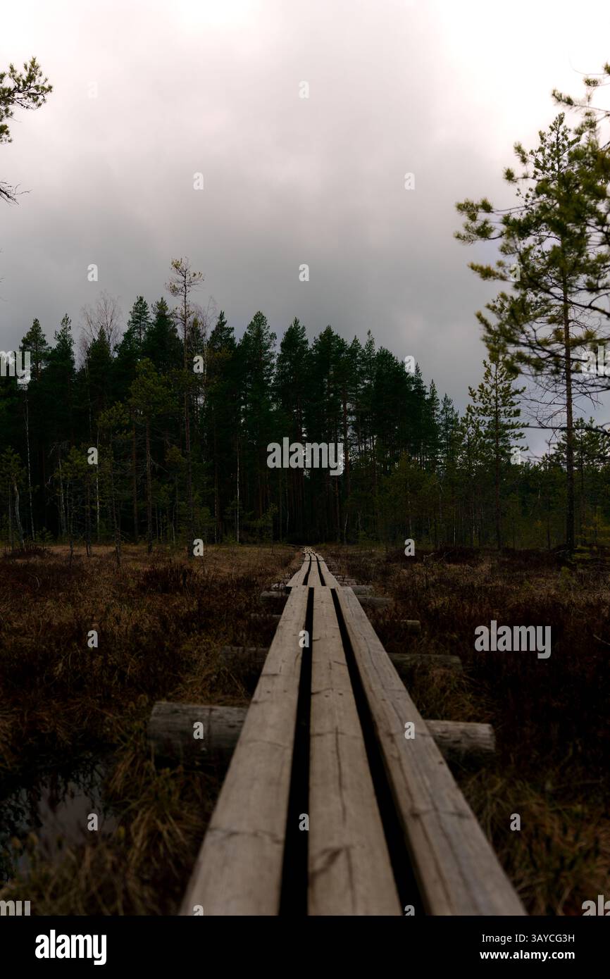A wooden pathway ahead in an ancient nordic hiking trail through a ...
