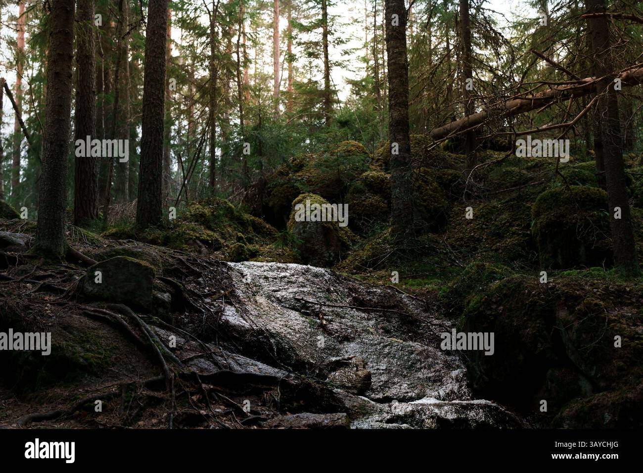 A fast streaming flowing on bedrock in an ancient nordic forest Stock ...