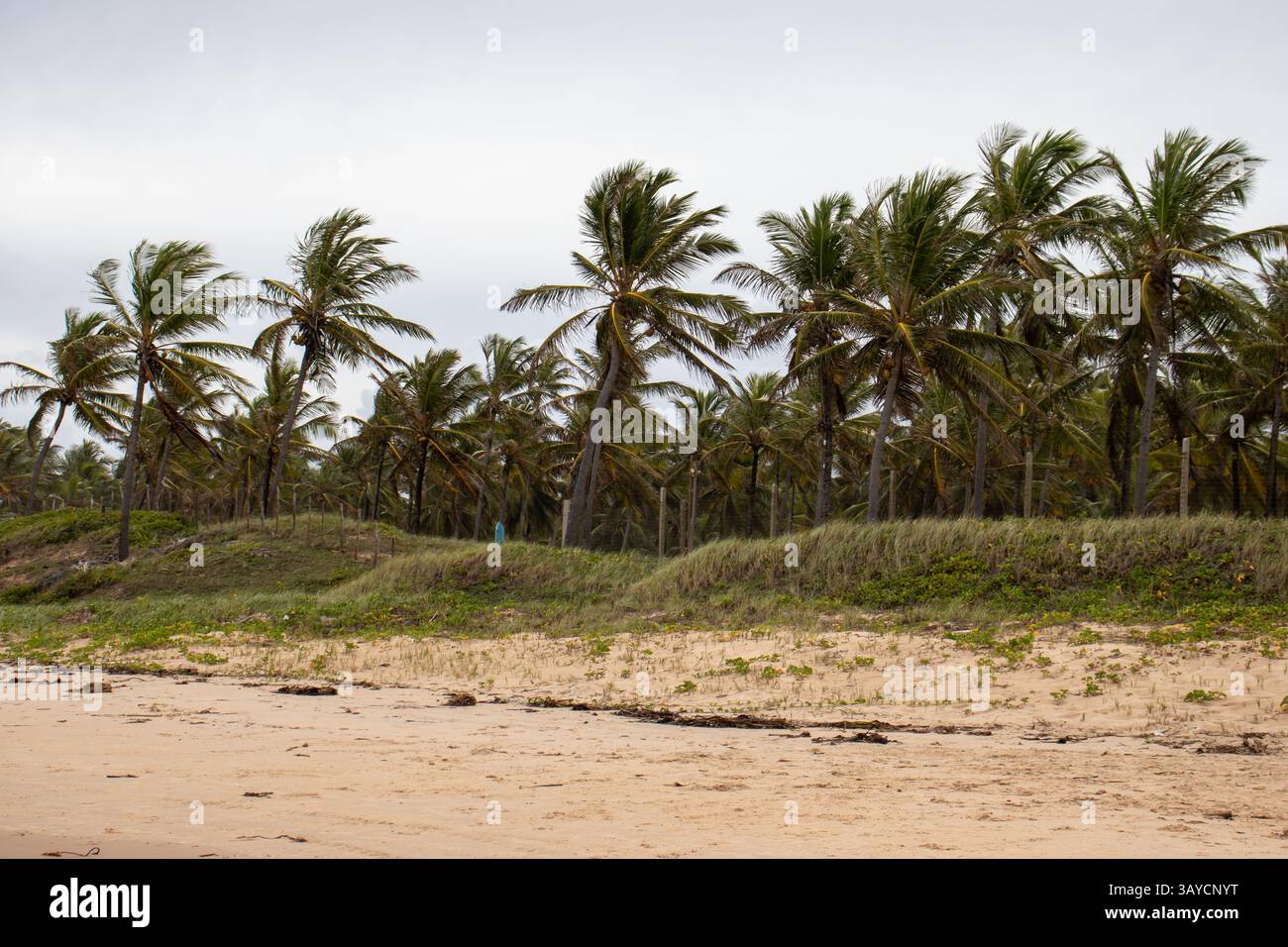 Several coconut trees on a beach in northeastern Brazil Stock Photo - Alamy