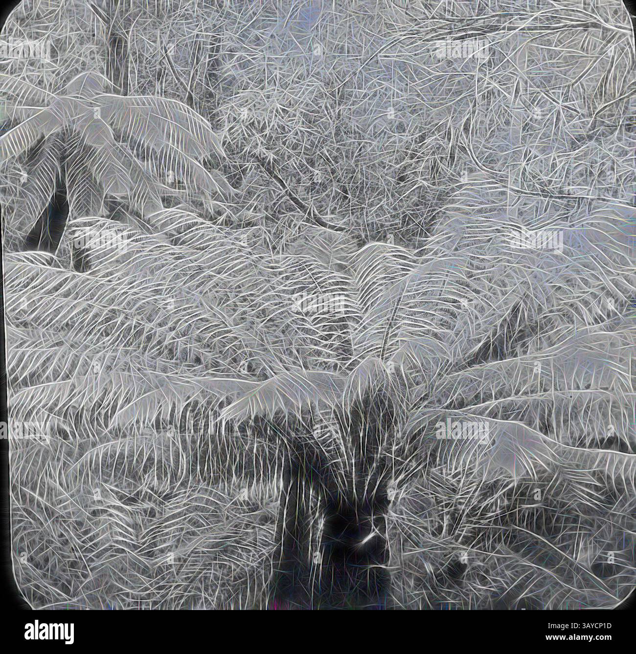 A dense cluster of feathery ferns, their intricate fronds delicately ...