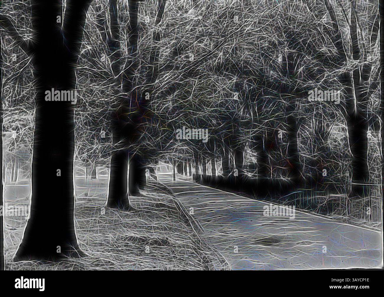 A tranquil pathway lined with tall trees stretches into the distance ...