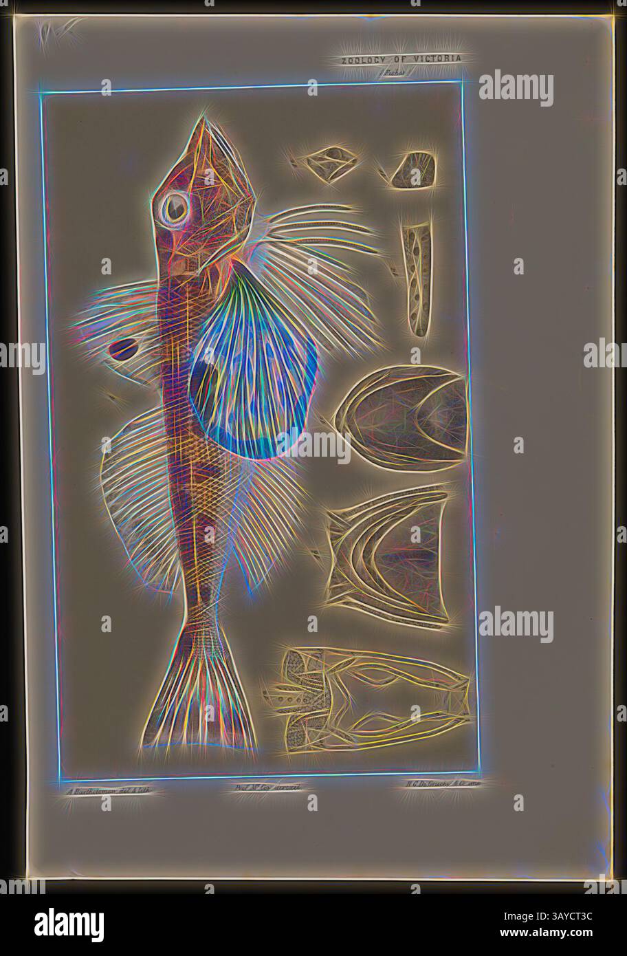 A detailed illustration of a fish, accompanied by colorful outlines of ...