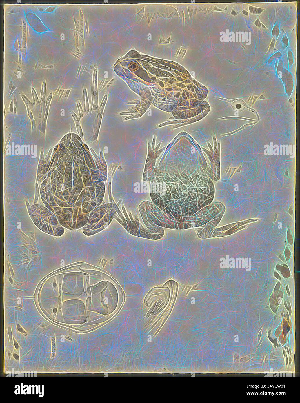 Frogs in various poses hi-res stock photography and images - Alamy