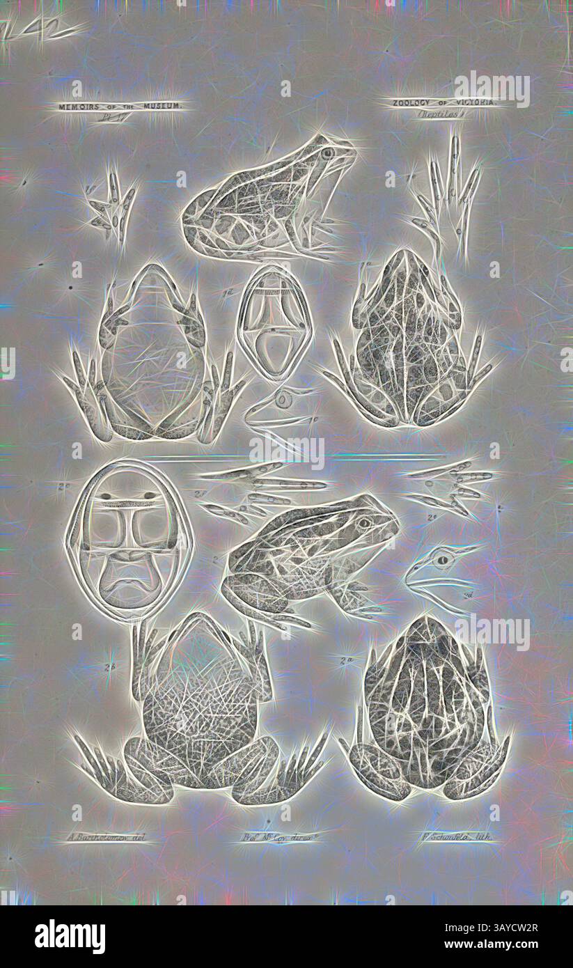 Collection of detailed anatomical illustrations hi-res stock ...