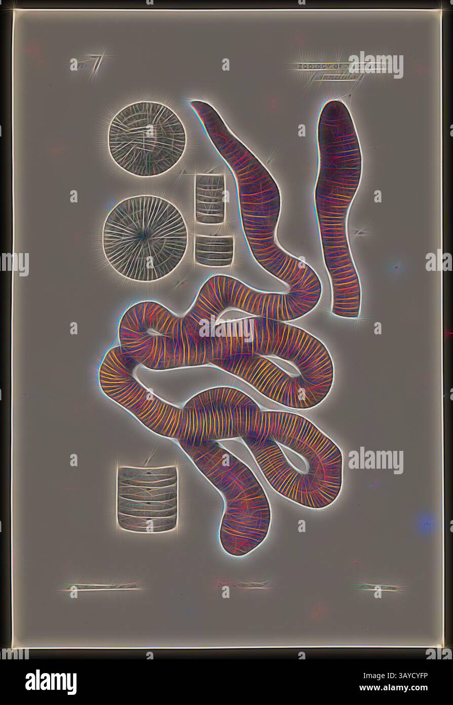 An abstract representation of various worm-like shapes intertwined with ...