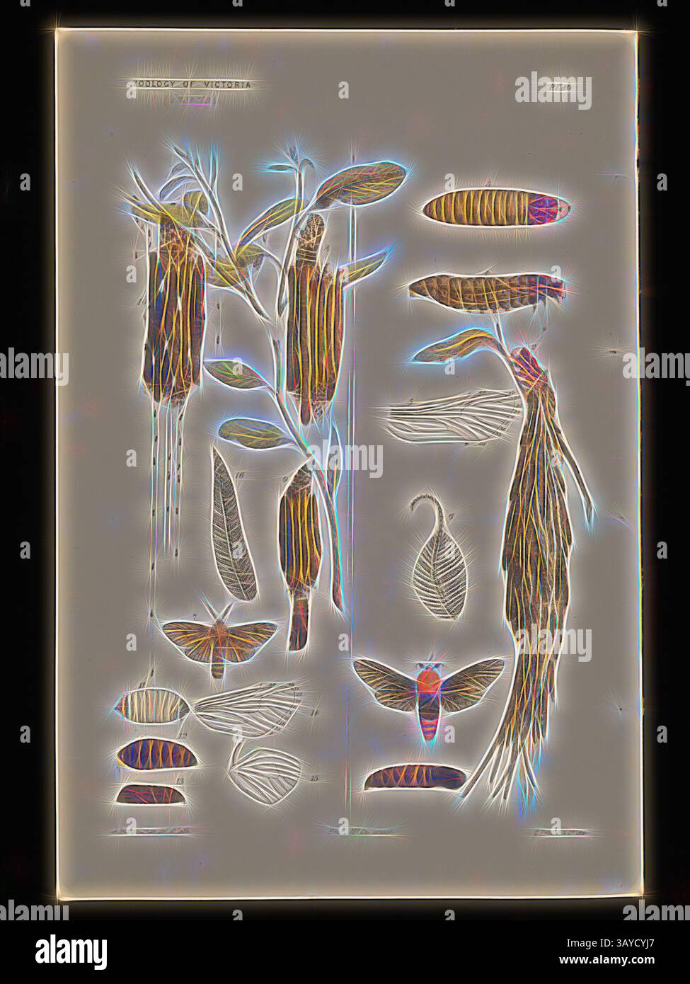 A collection of detailed botanical illustrations showcasing various ...