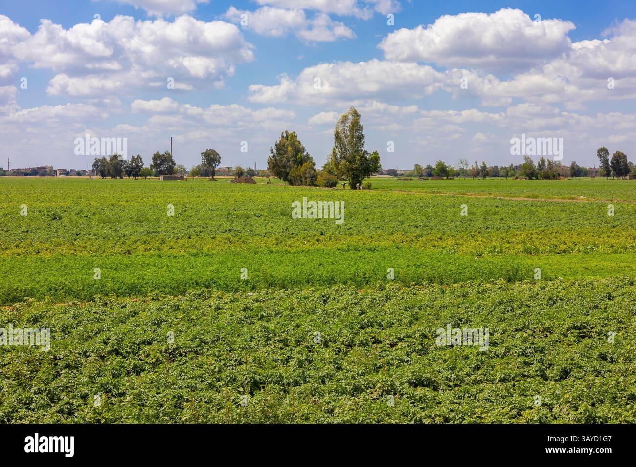 Wide Farmland with Vegetables Growing under Clear Blue Sky Stock Photo ...
