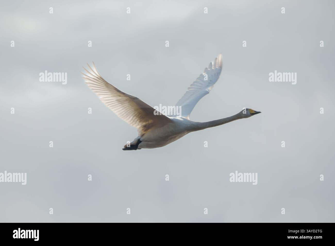 Spring landscape white swans hi-res stock photography and images - Alamy