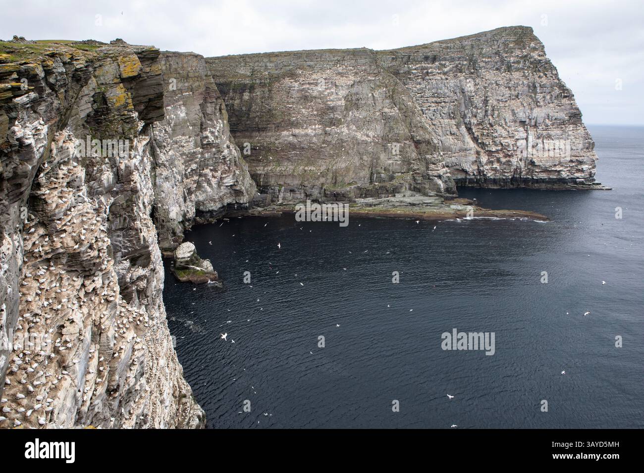 The dramatic and steep cliffs of the Isle of Noss in Shetland Stock ...
