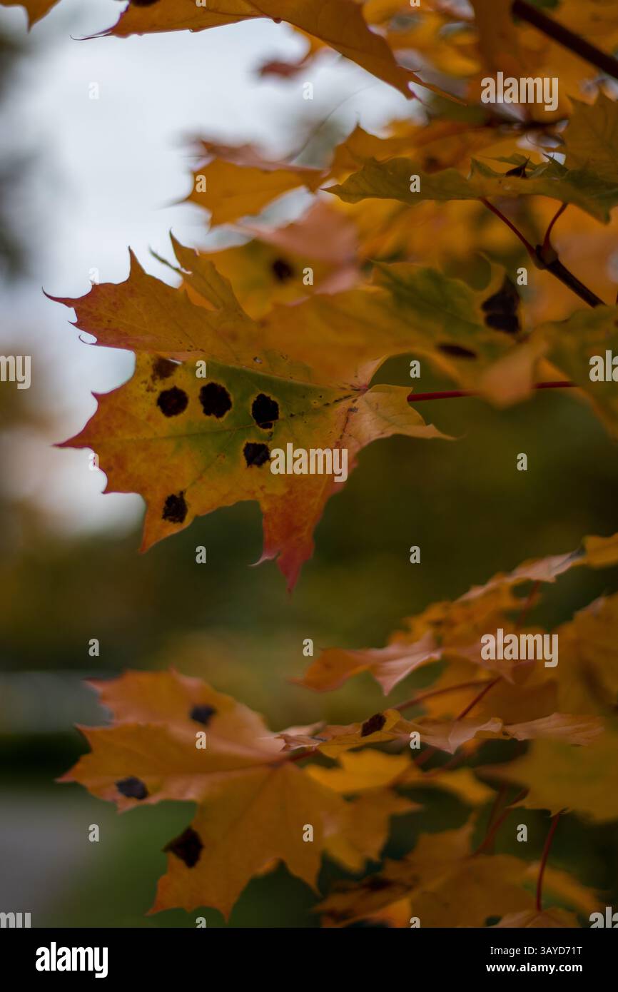 Fall leaves in a frisk October day Stock Photo - Alamy