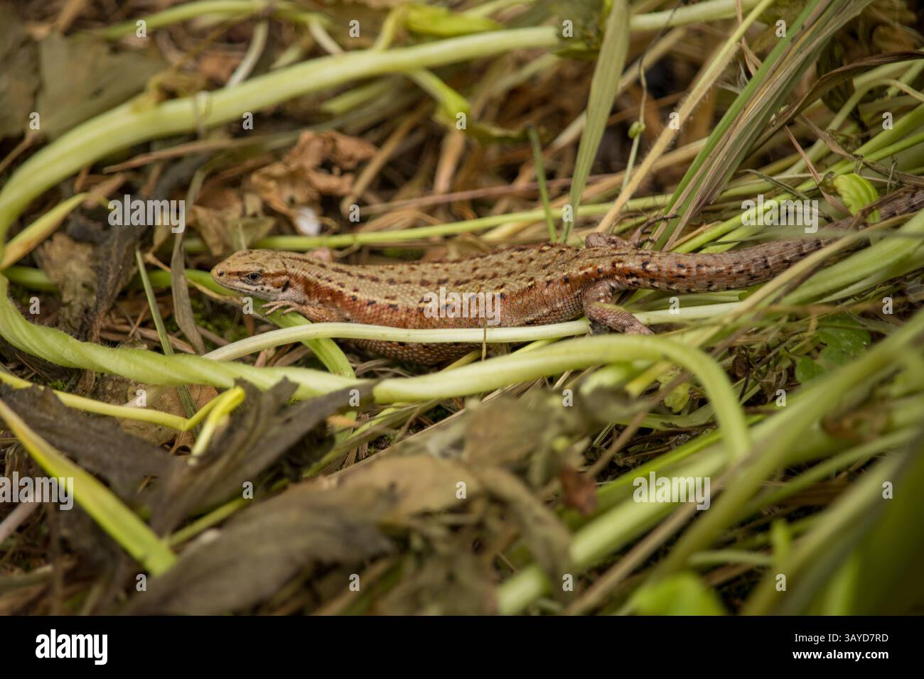 The lizard natural nature reserve hi-res stock photography and images ...