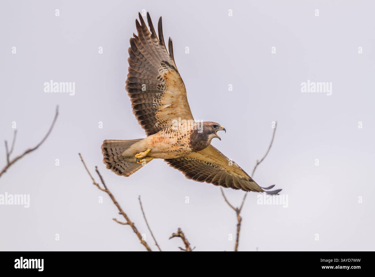 A Swainson's Hawk calling out while taking off in flight with open ...
