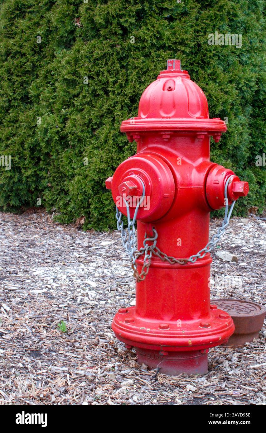 A red fire hydrant in front of a green bush Stock Photo - Alamy