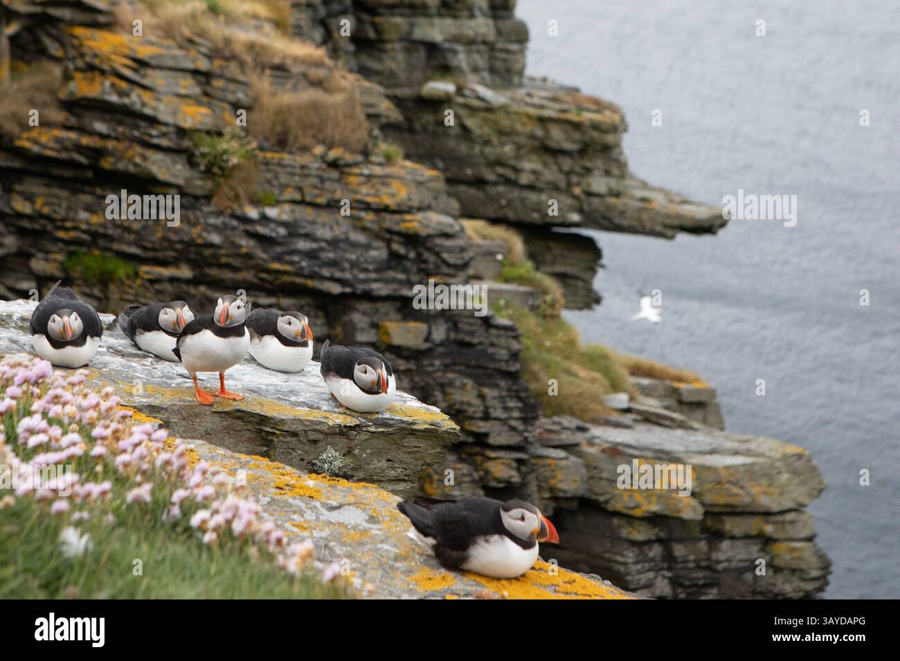 A colony of atlantic puffins relaxing on a cliff edge in Isle of Noss ...