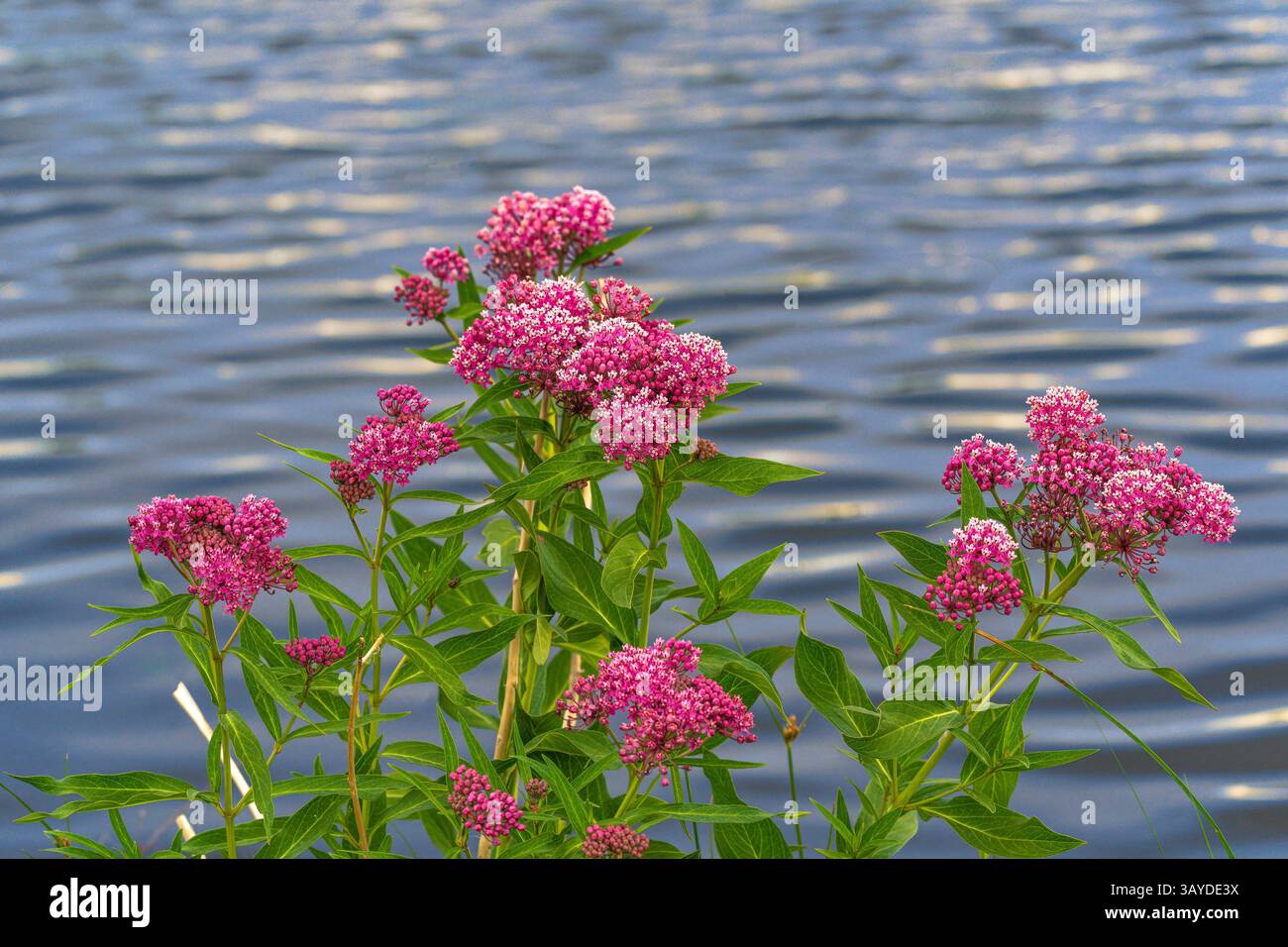 Swamp plant with flowers hi-res stock photography and images - Alamy