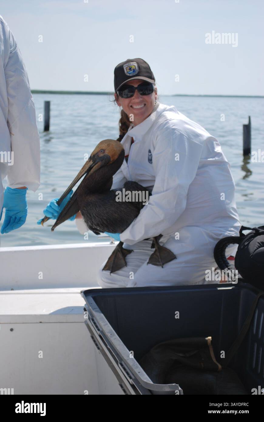 Brown pelican in oil rig hi-res stock photography and images - Alamy