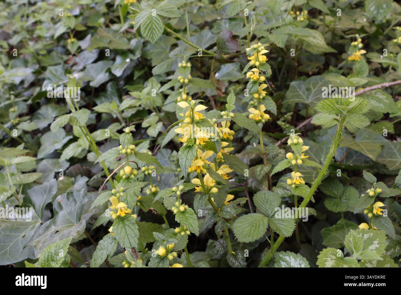 Shady woodland plant yellow flowers, Yellow Archangel Lamium ...
