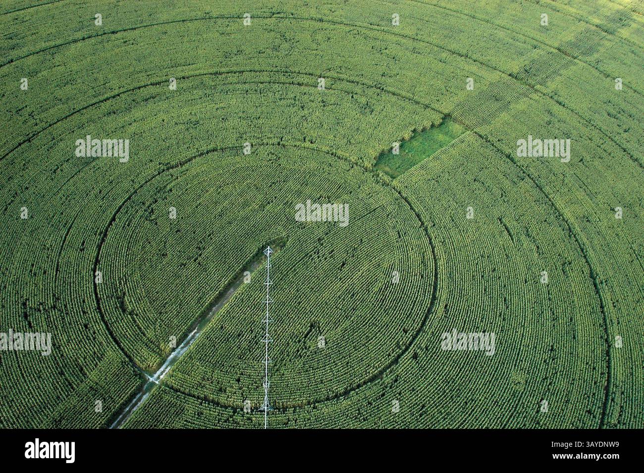 Circular pivot or king spin irrigation system for corn crops Stock ...