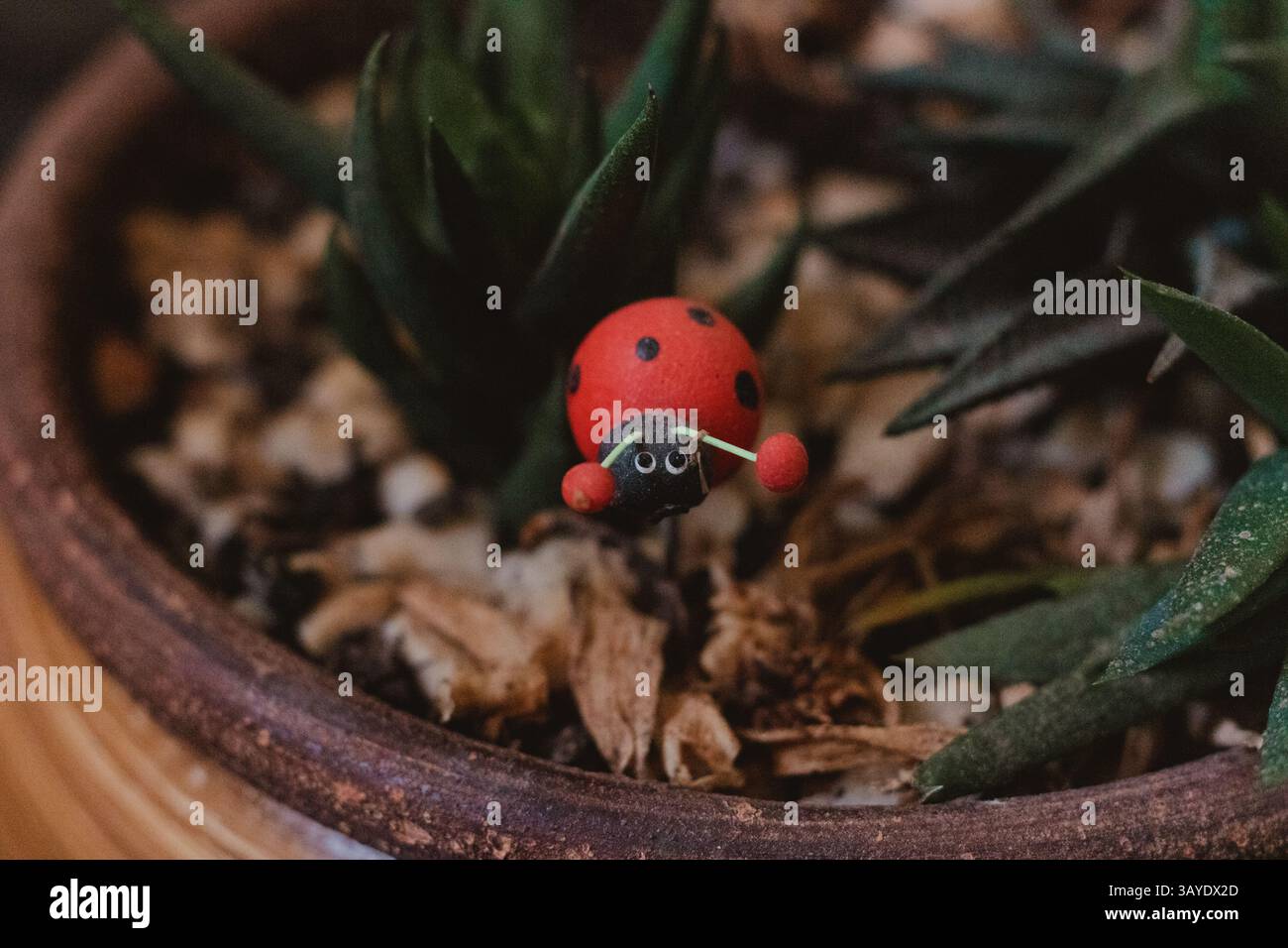 Detailed close up cute hi-res stock photography and images - Alamy