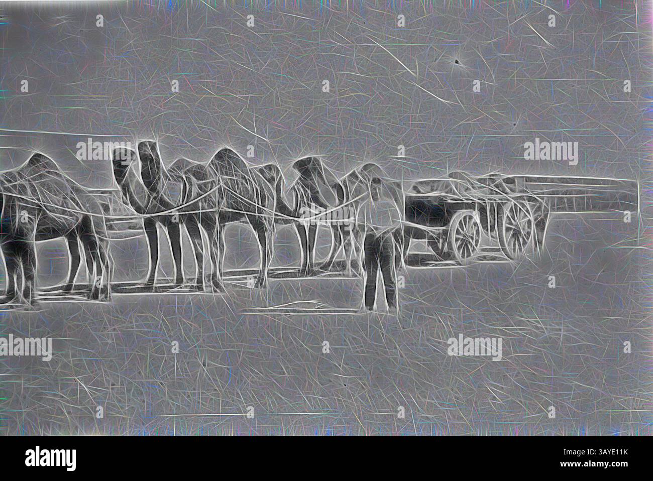 A line of camels waits patiently as a handler prepares them for a ...