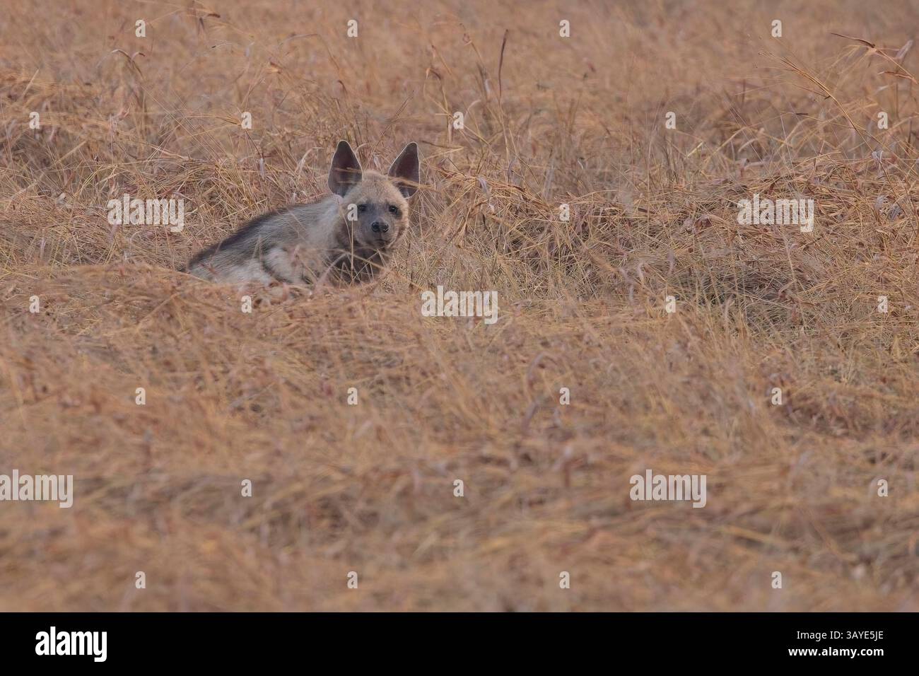 Striped Hyena (Hyaena hyaena) crouched in the dead grass, Blackbuck ...