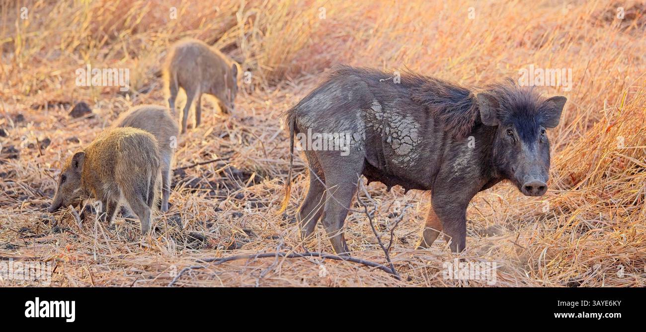Wild Boar (Sus scrofa) a sow, female, mother with piglets at the ...