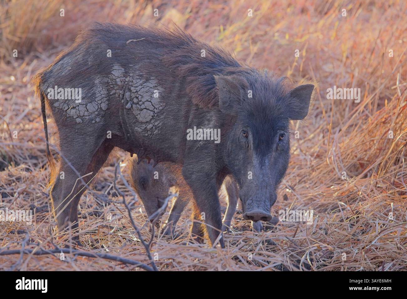 Wild Boar (Sus scrofa) a sow, female, at the Blackbuck National Park at ...